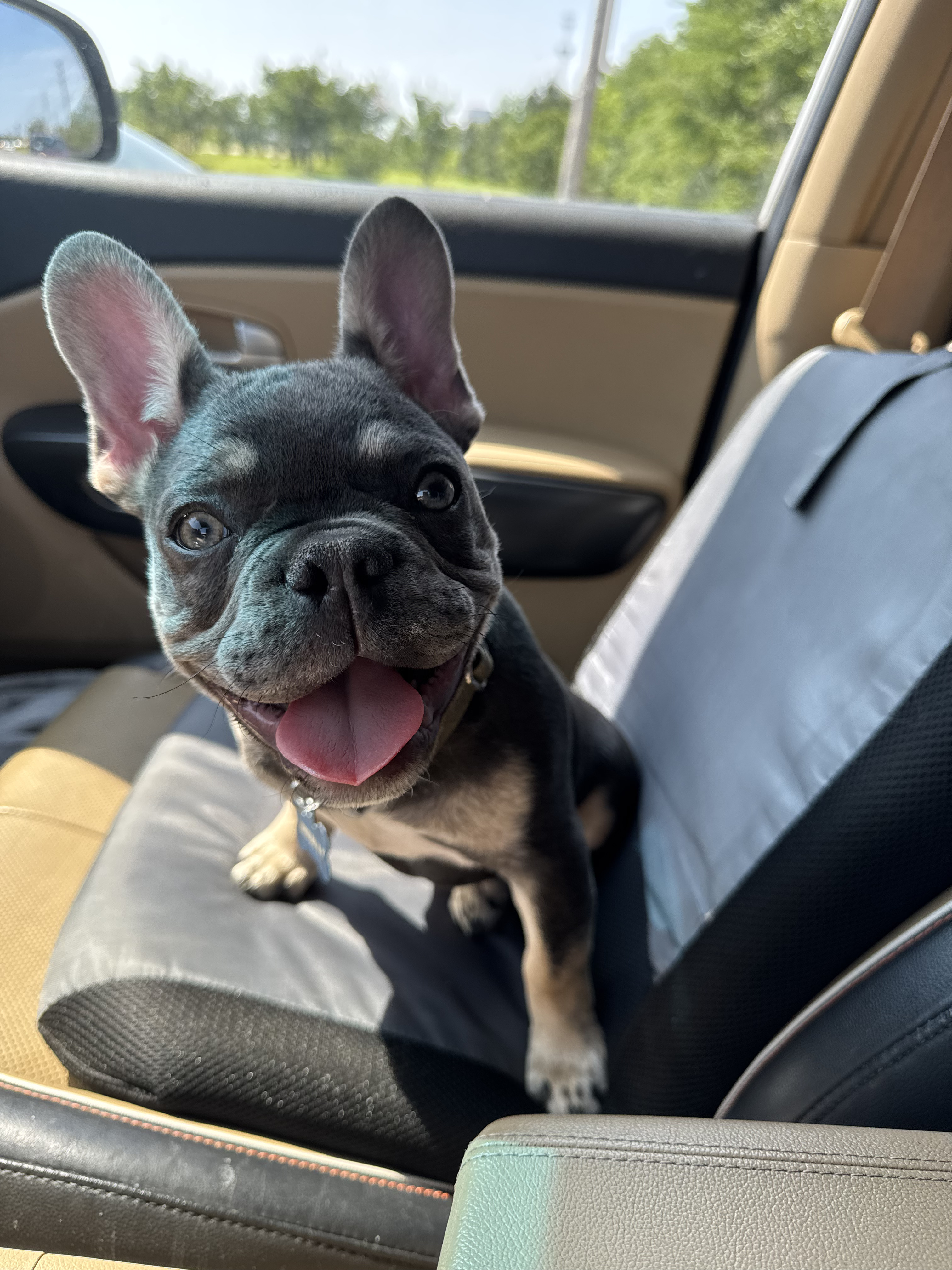 Gator Skin Frenchies